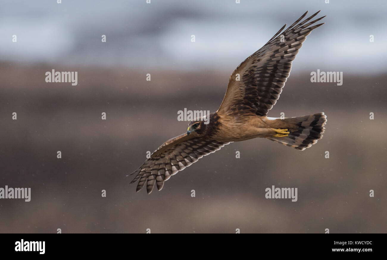 Female northern harrier hi-res stock photography and images - Alamy