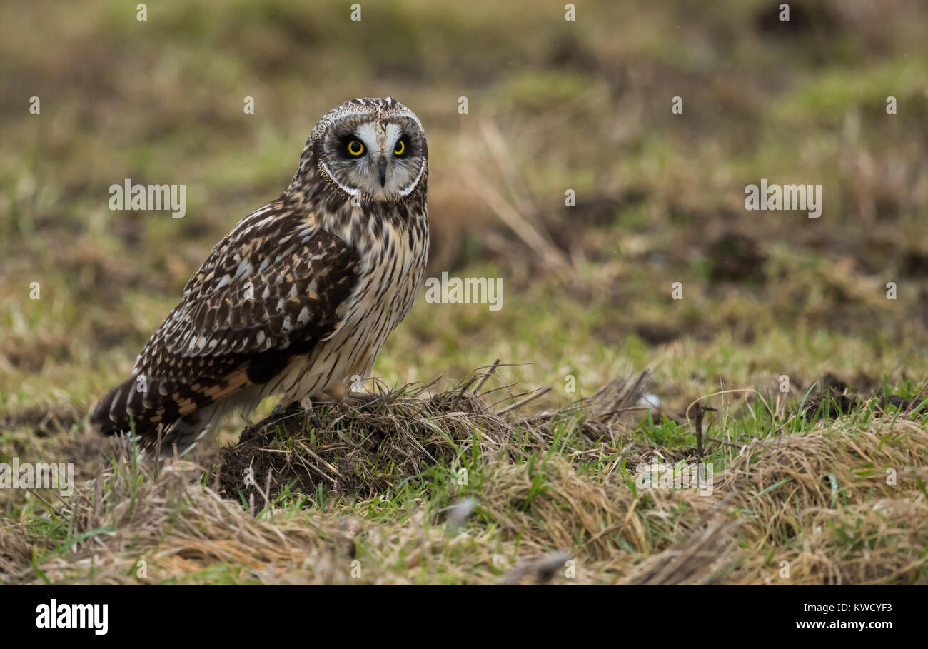 Short Eared Owl Stock Photo - Alamy