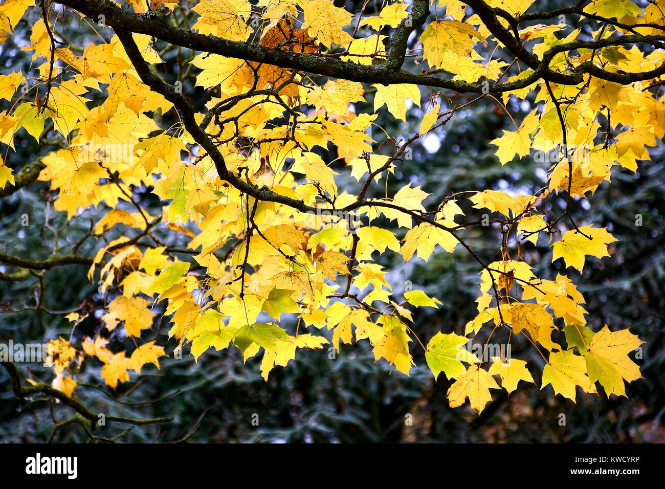 Thick bush hi-res stock photography and images - Alamy