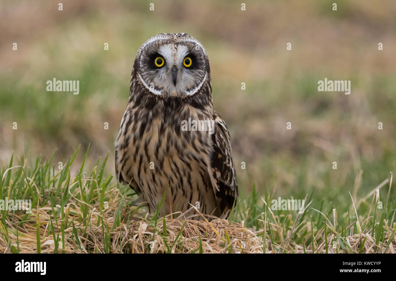 Short Eared Owl Stock Photo - Alamy