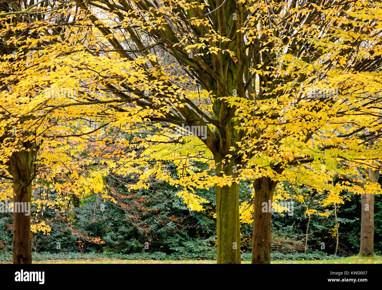 trees covered by a thick bush of leaves with intense autumn colors ...