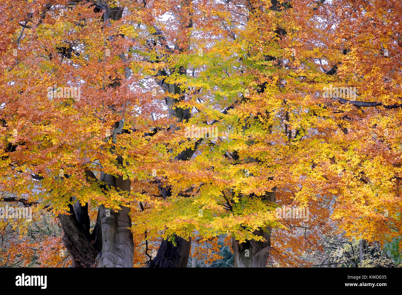 trees covered by a thick bush of leaves with intense autumn colors ...