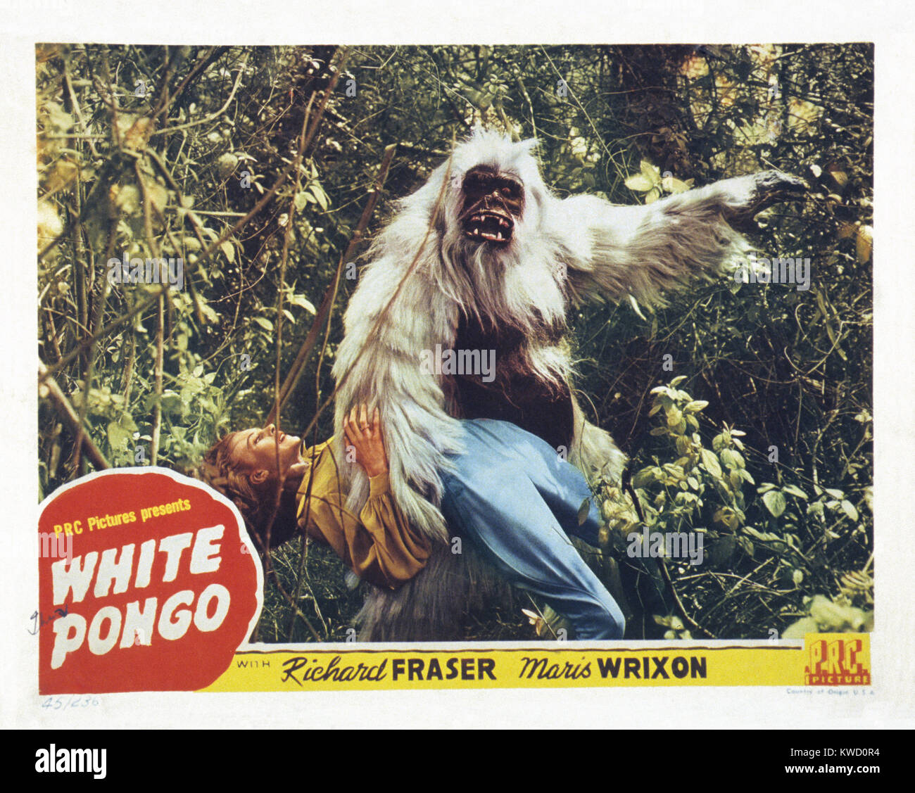 WHITE PONGO, US lobbycard, Maris Wrixon, 1945 Stock Photo - Alamy