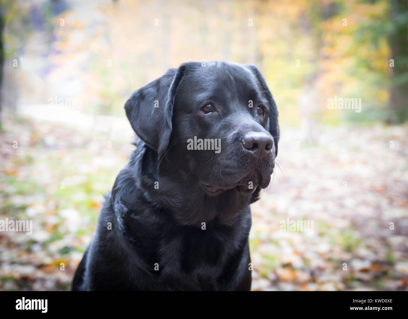 Dog male labrador black hi-res stock photography and images - Alamy