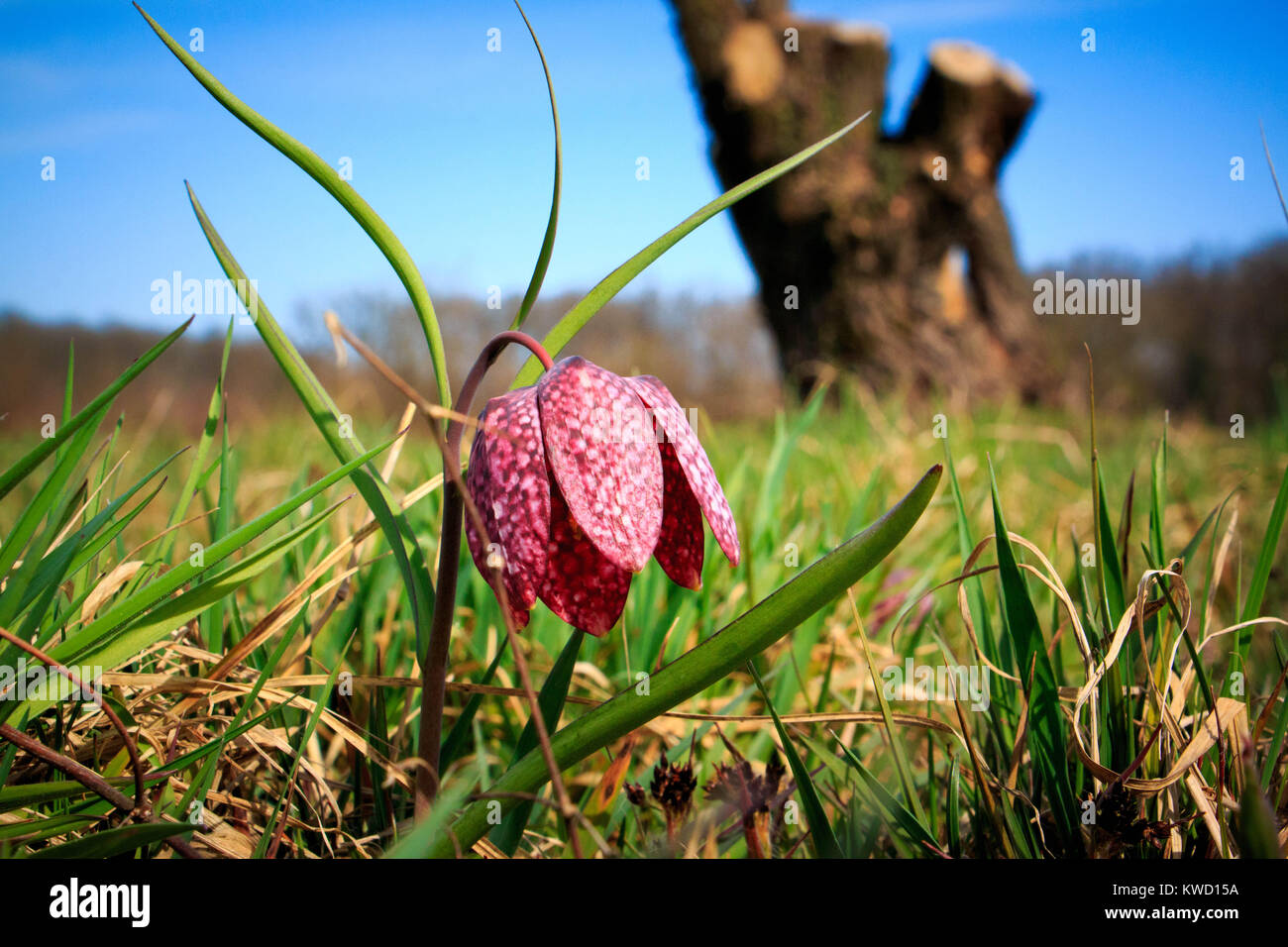 Rare flower on land, inside forest Stock Photo - Alamy