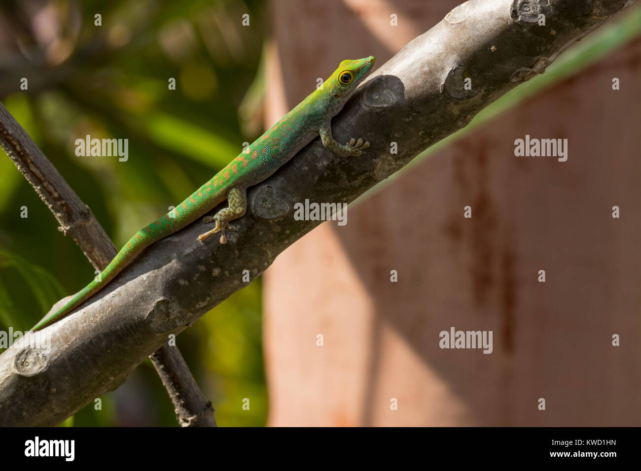 Seychelles Day Gecko (Phelsuma astriata astriata), Gekkonidae ...