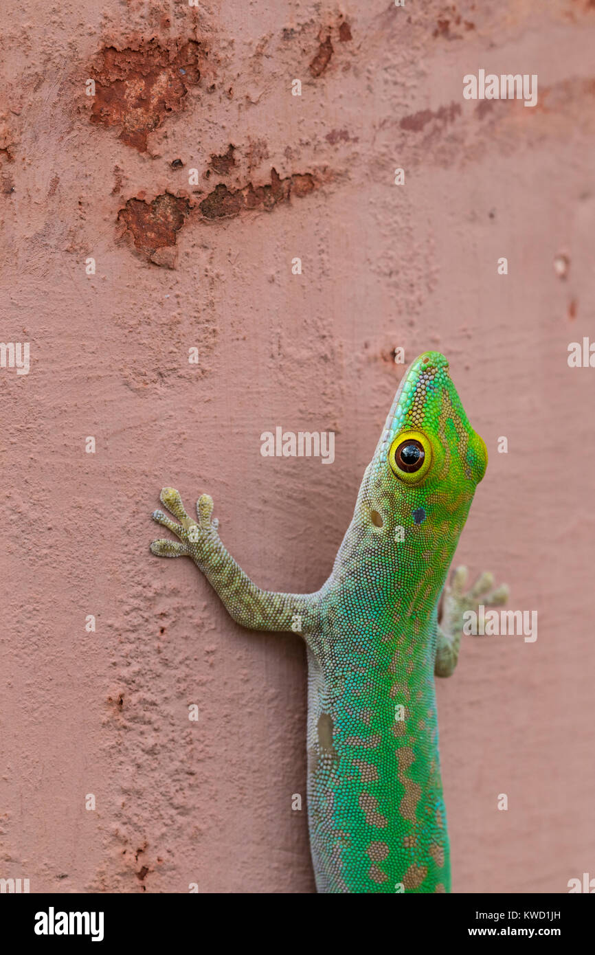 Seychelles Day Gecko (Phelsuma astriata astriata), Gekkonidae ...