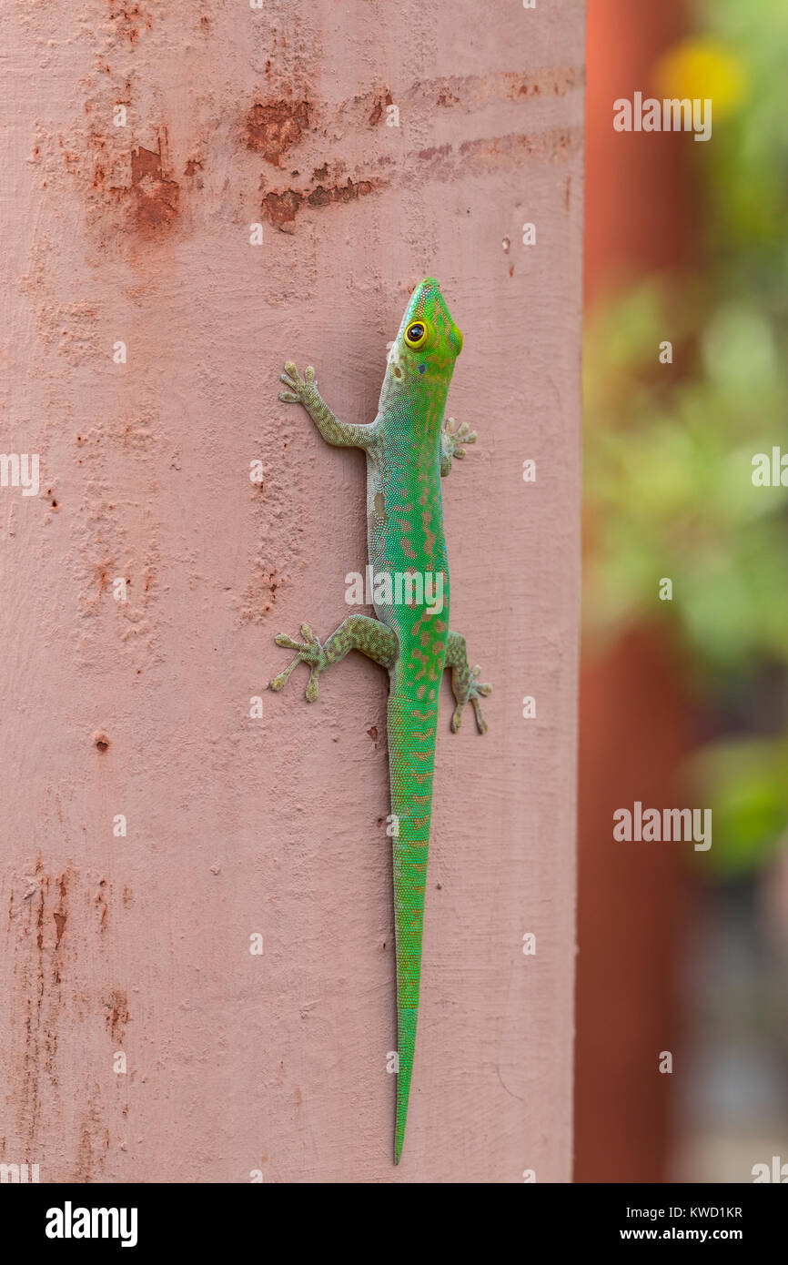 Seychelles Day Gecko (Phelsuma astriata astriata), Gekkonidae ...