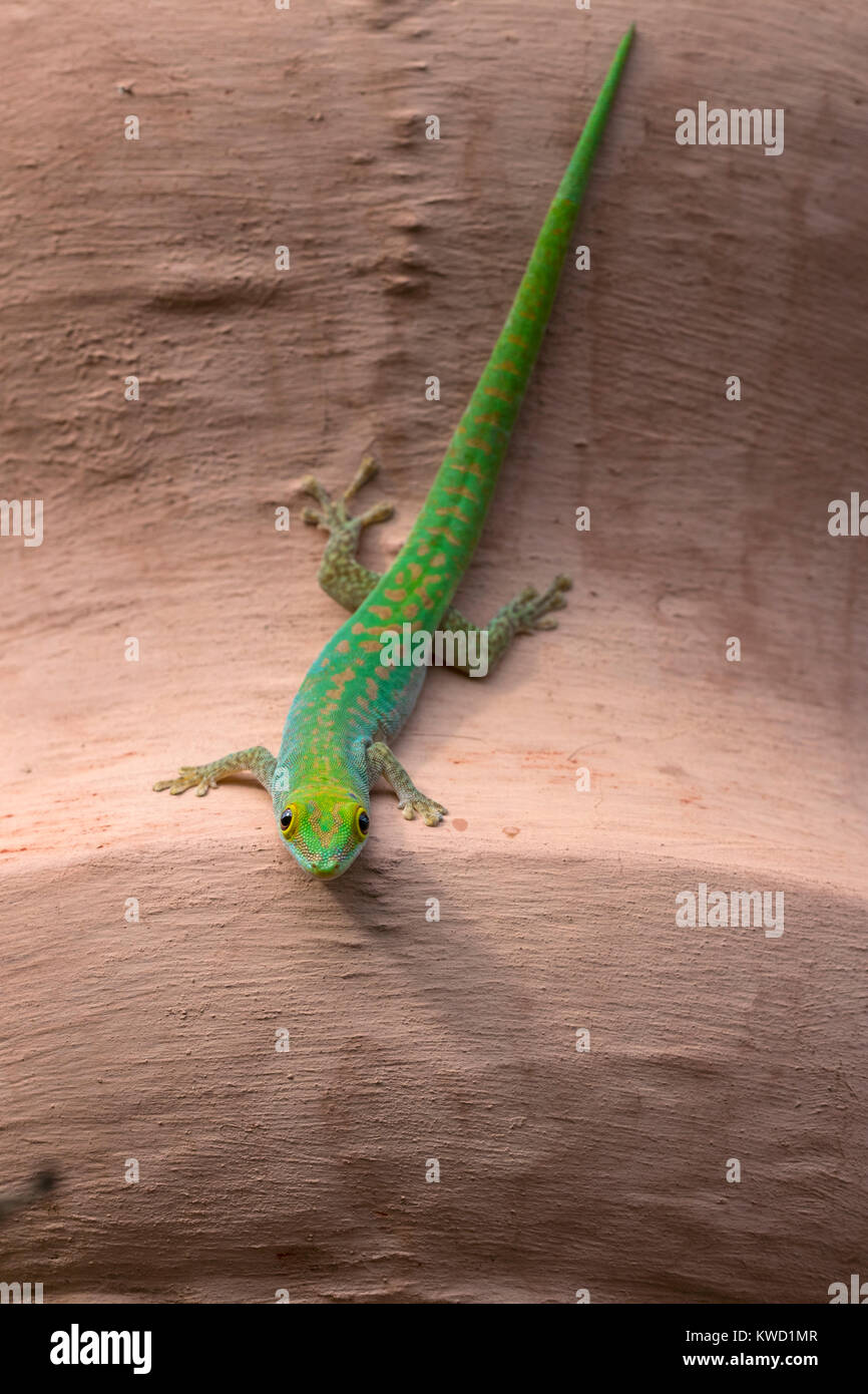 Seychelles Day Gecko (Phelsuma astriata astriata), Gekkonidae ...