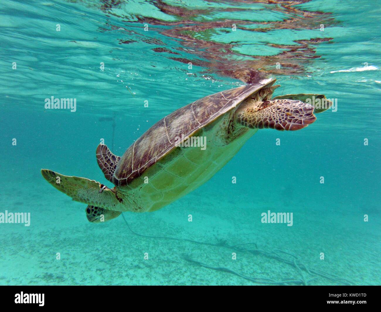 Turtles swimming or diving in Blue Water on Pacific ocean, Mexico Stock ...