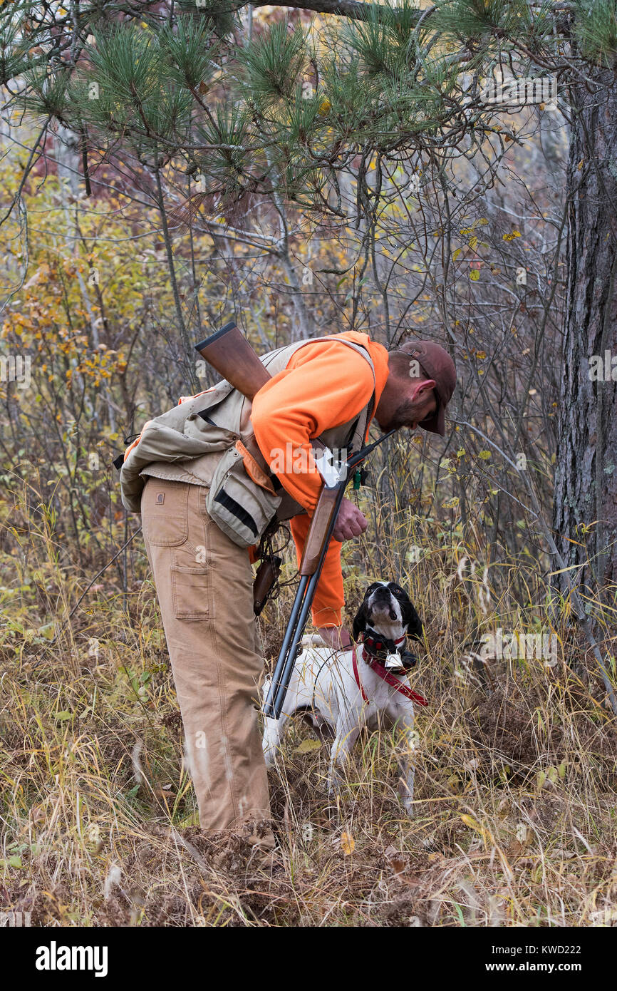 A hunter and his English Pointer while grouse hunting Stock Photo - Alamy