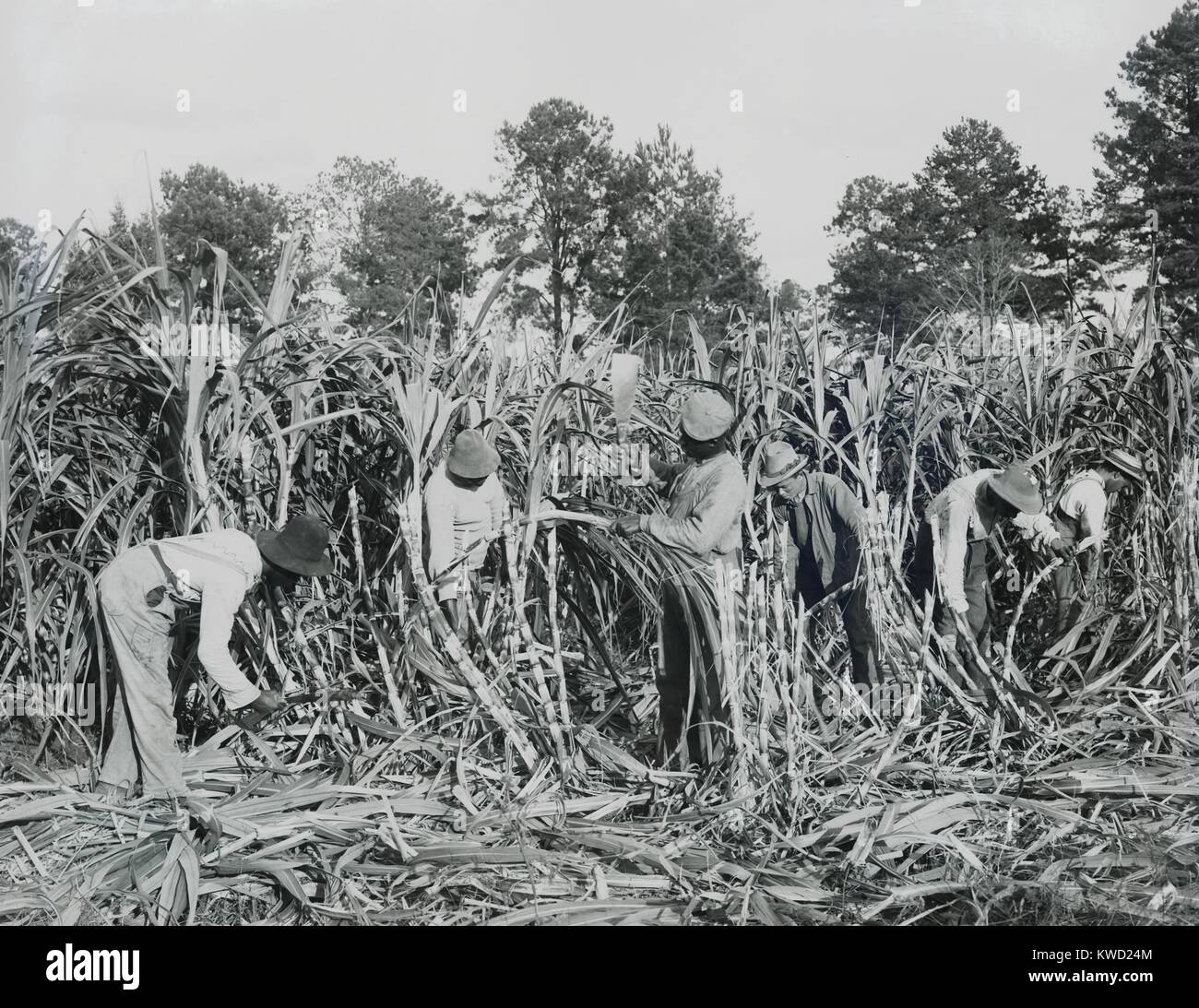 Alabama plantation hi-res stock photography and images - Alamy