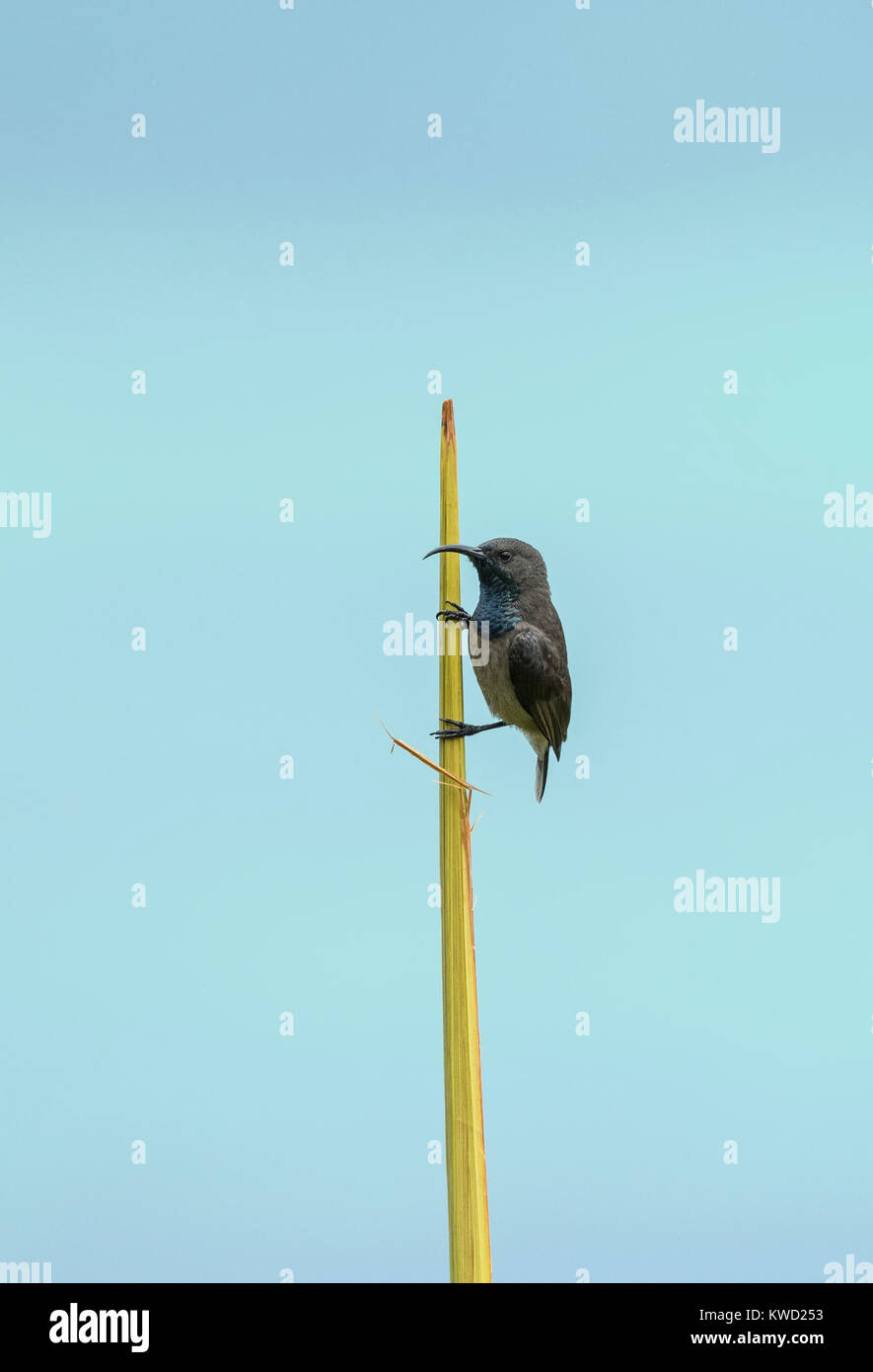 Seychelles Sunbird (Cinnyris dussumieri), male Stock Photo - Alamy