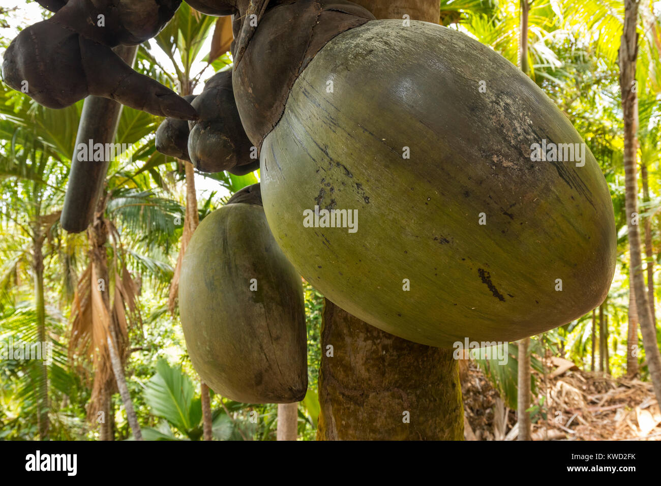Coco de Mer (Lodoicea maldivica) female tree, Sea coconut, Double ...