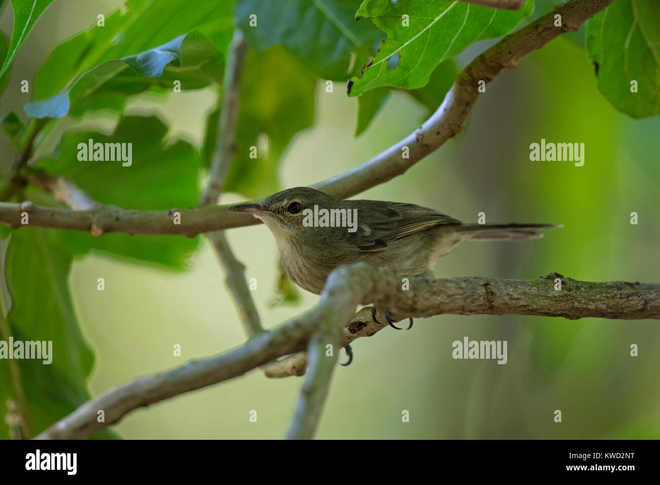 Seychelles endemic bird hi-res stock photography and images - Alamy