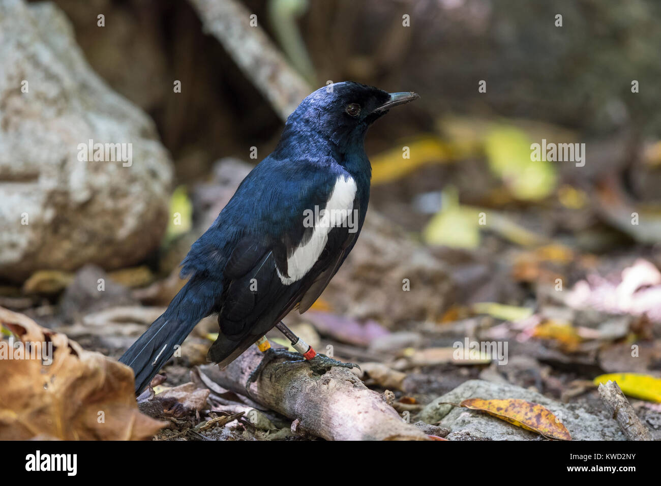 Seychelles Magpie-Robin (Copsychus sechellarum) on the ground ...
