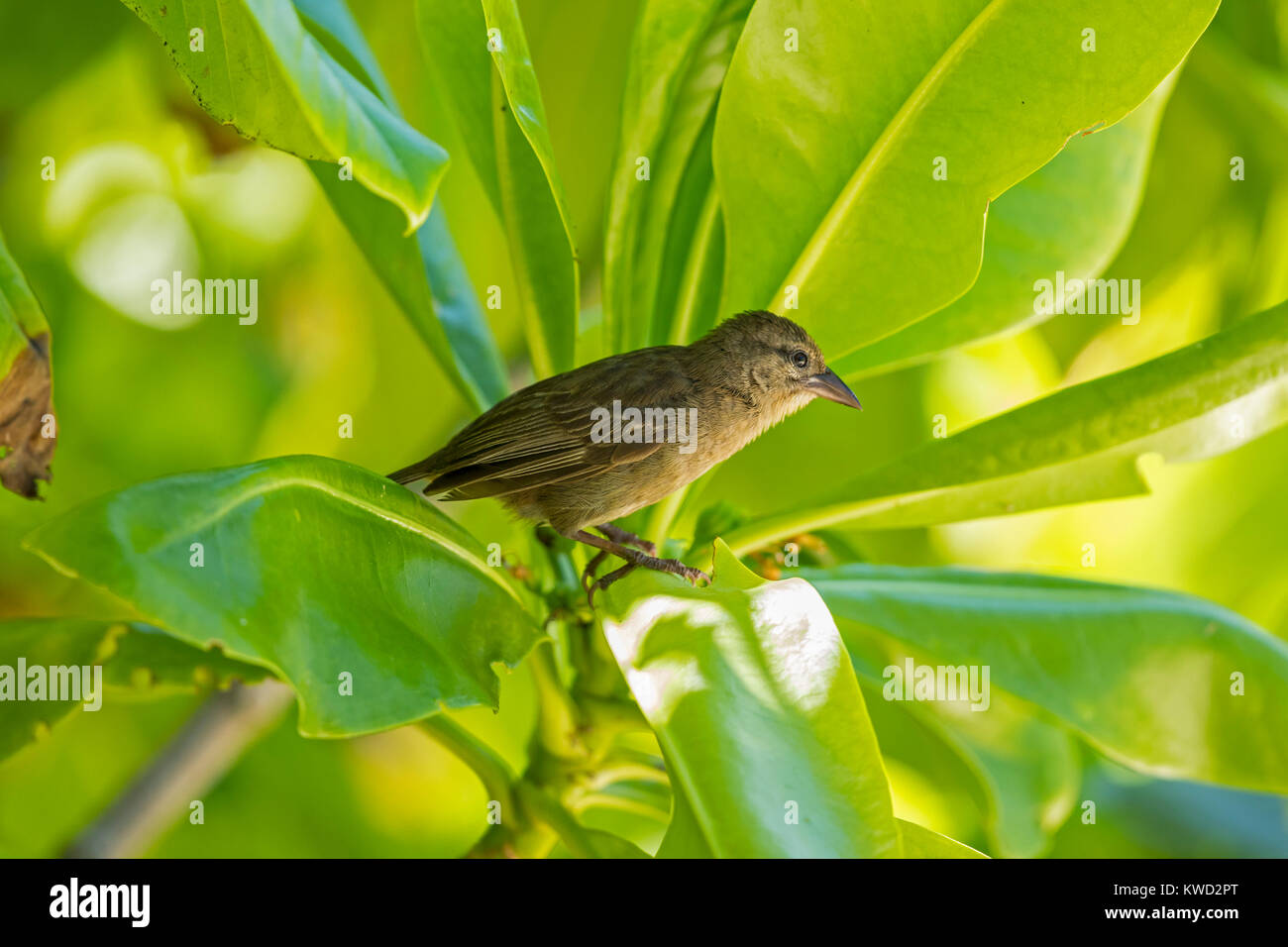 Seychelles Fody (Foudia sechellarum), Weavers (Ploceidae), endemic ...