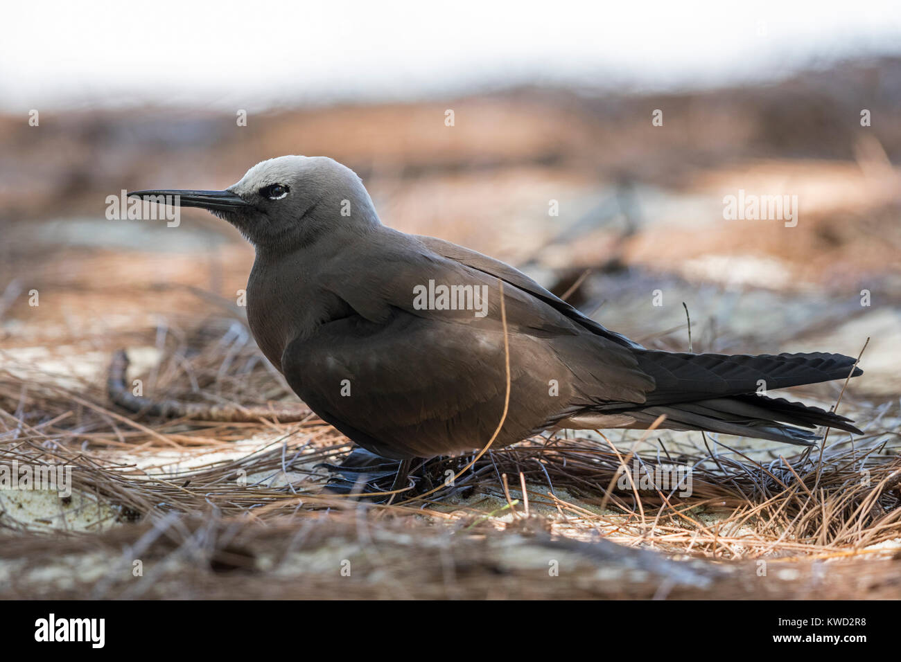 Lesser Noddy (Anous tenuirostris tenuirostris) standing on the ground ...
