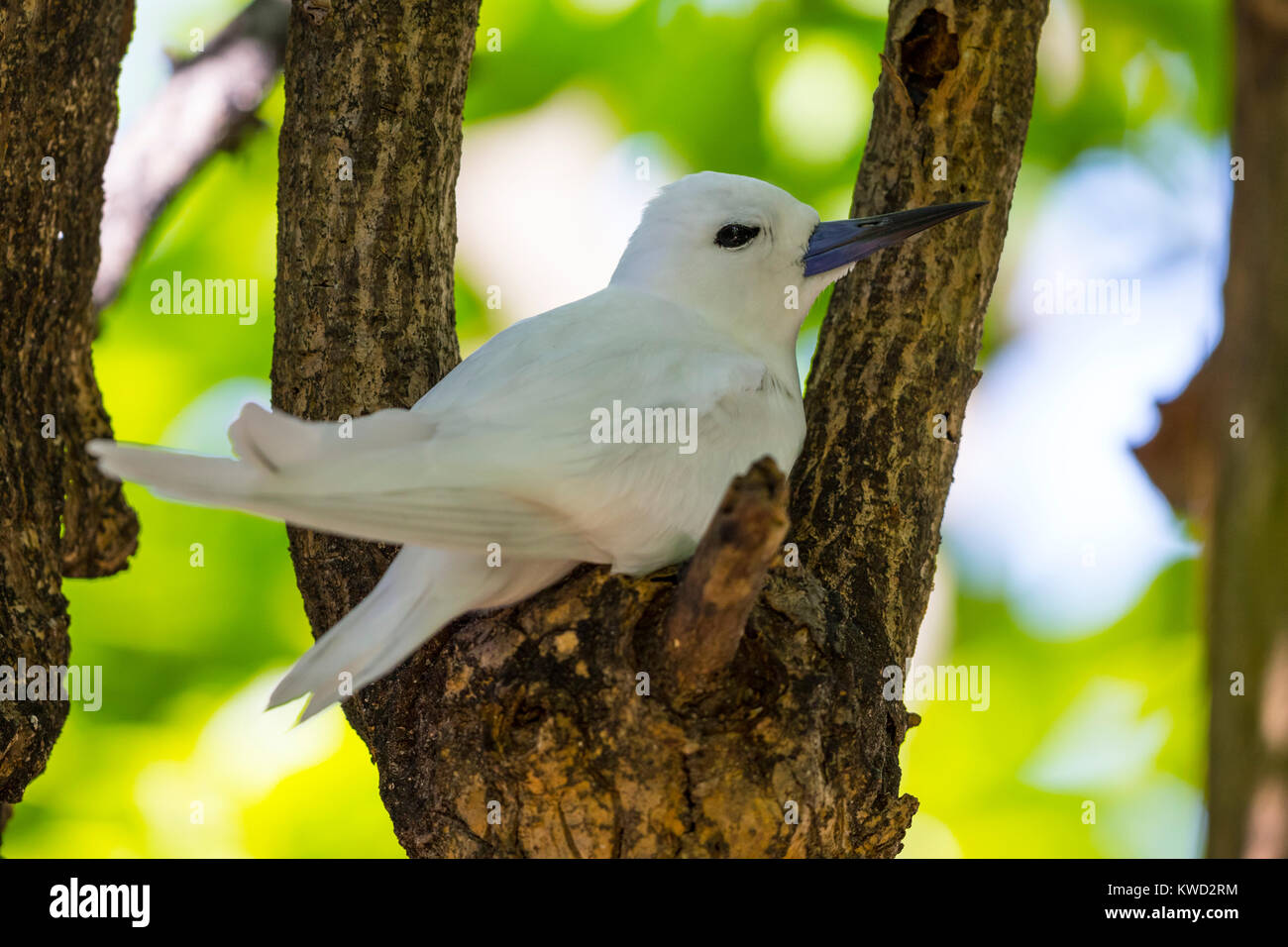 White Tern (Gygis alba candida), Common White-Tern, Common Fairy Tern ...