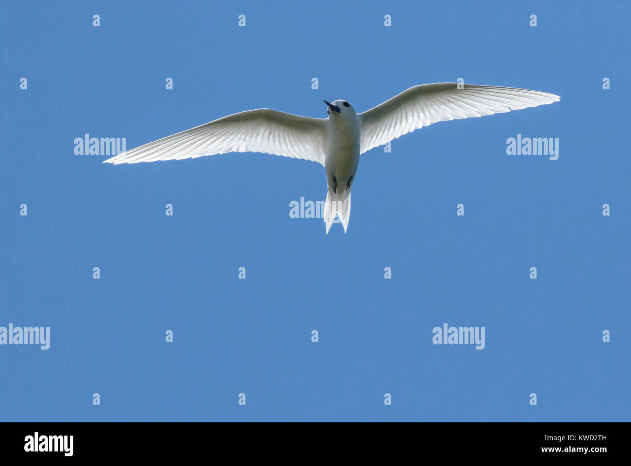 White Tern (Gygis alba candida), Common White-Tern, Common Fairy Tern ...