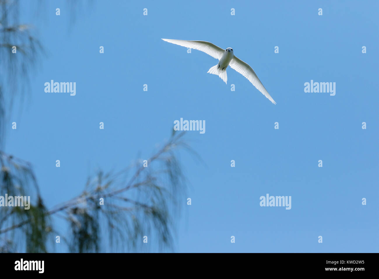 White Tern (Gygis alba candida), Common White-Tern, Common Fairy Tern ...