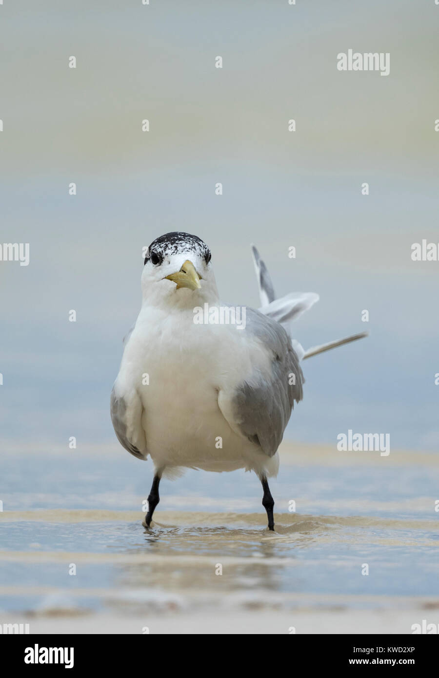 Great Crested Tern, Swift Tern (Thalasseus bergii thalassinus), non ...