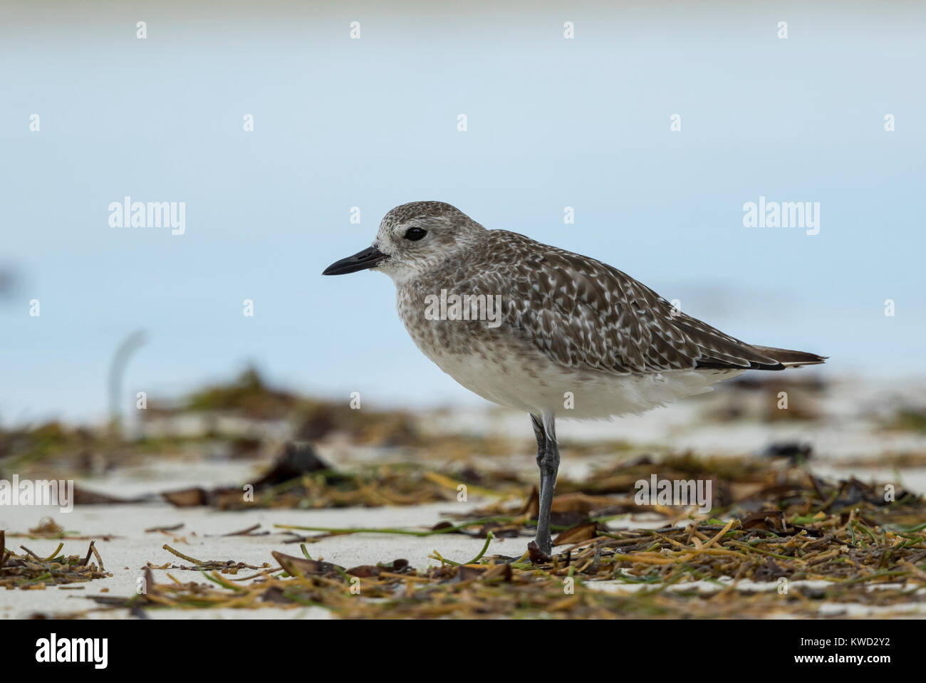 Grey Plover (Pluvialis squatarola), winter plumage Stock Photo - Alamy