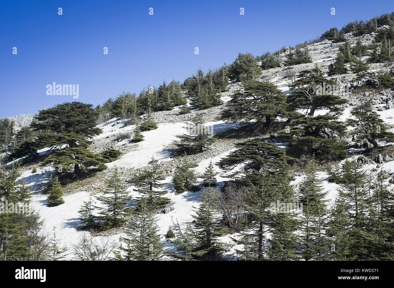 Snowy mountain of Mount Lebanon, Cedar of Lebanon, symbol of the ...