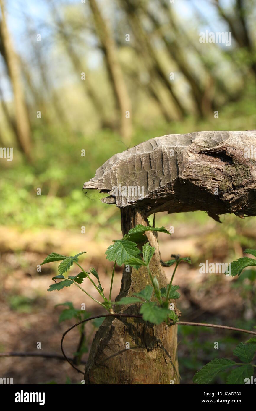 Signs of beaver in netherlands Stock Photo - Alamy