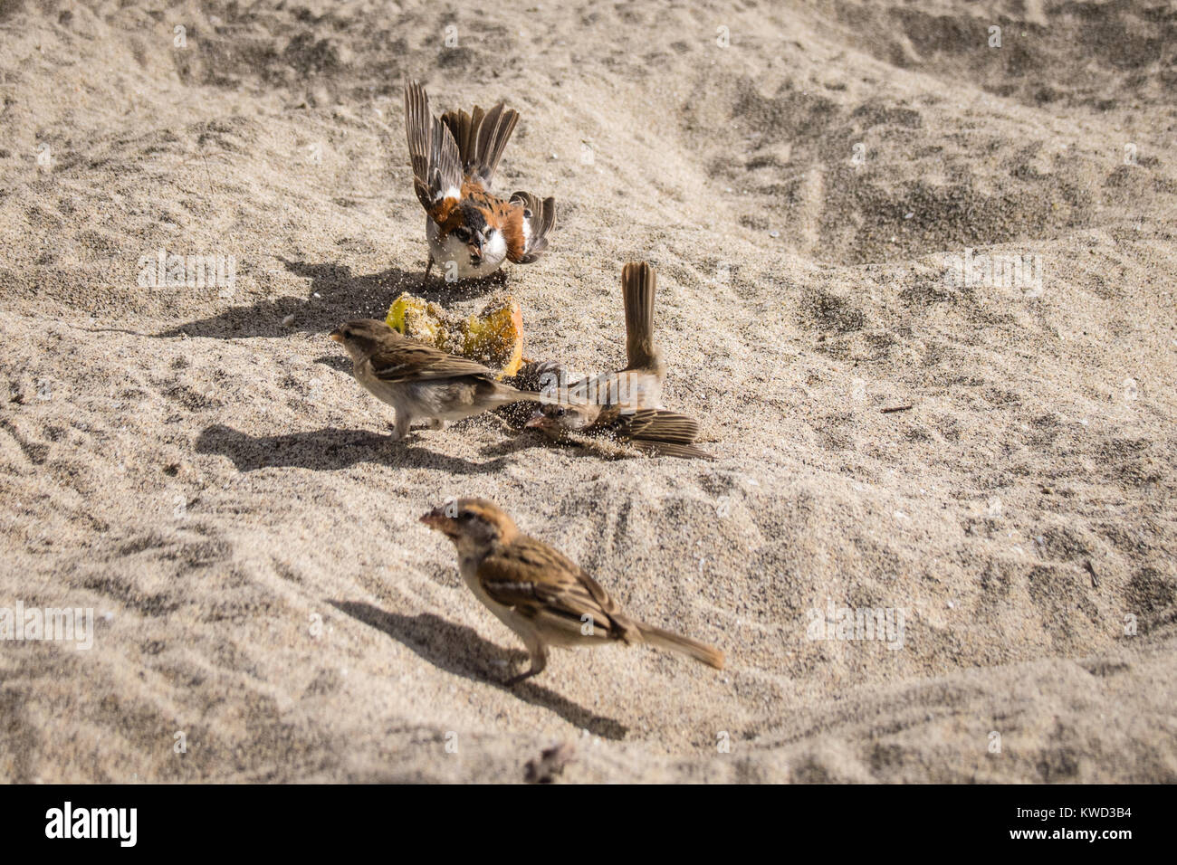 Male iago sparrow being aggressive to female sparrows and protecting a ...
