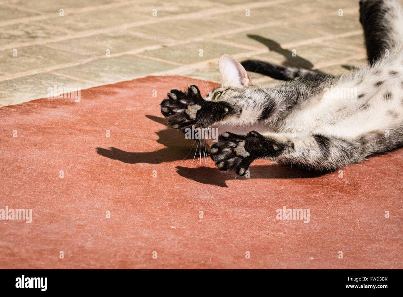 Tabby cat stretching out in the sun Stock Photo - Alamy