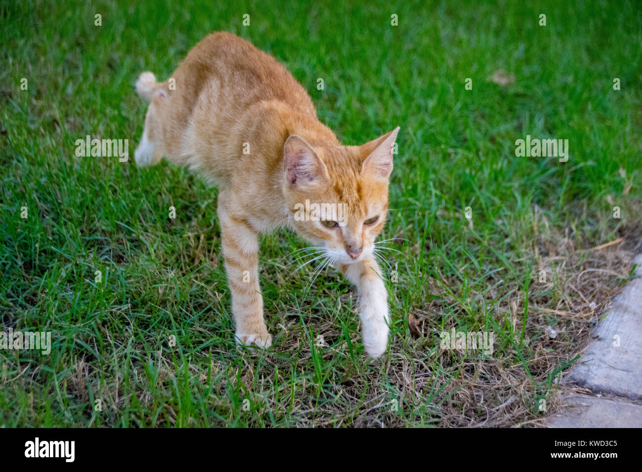 Male ginger kiten about 8 weeks old Stock Photo - Alamy