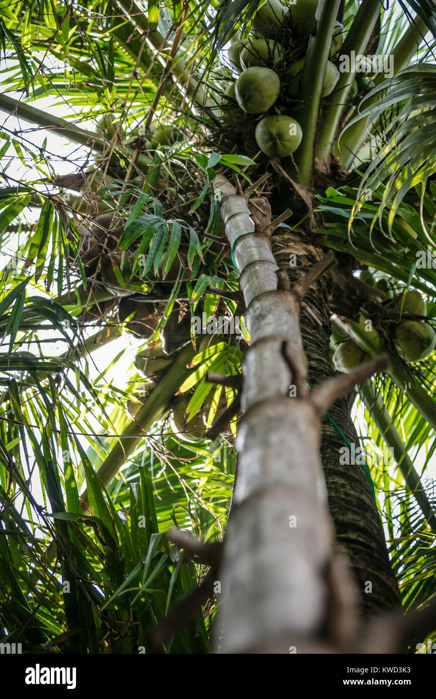 Coconut bud hi-res stock photography and images - Alamy