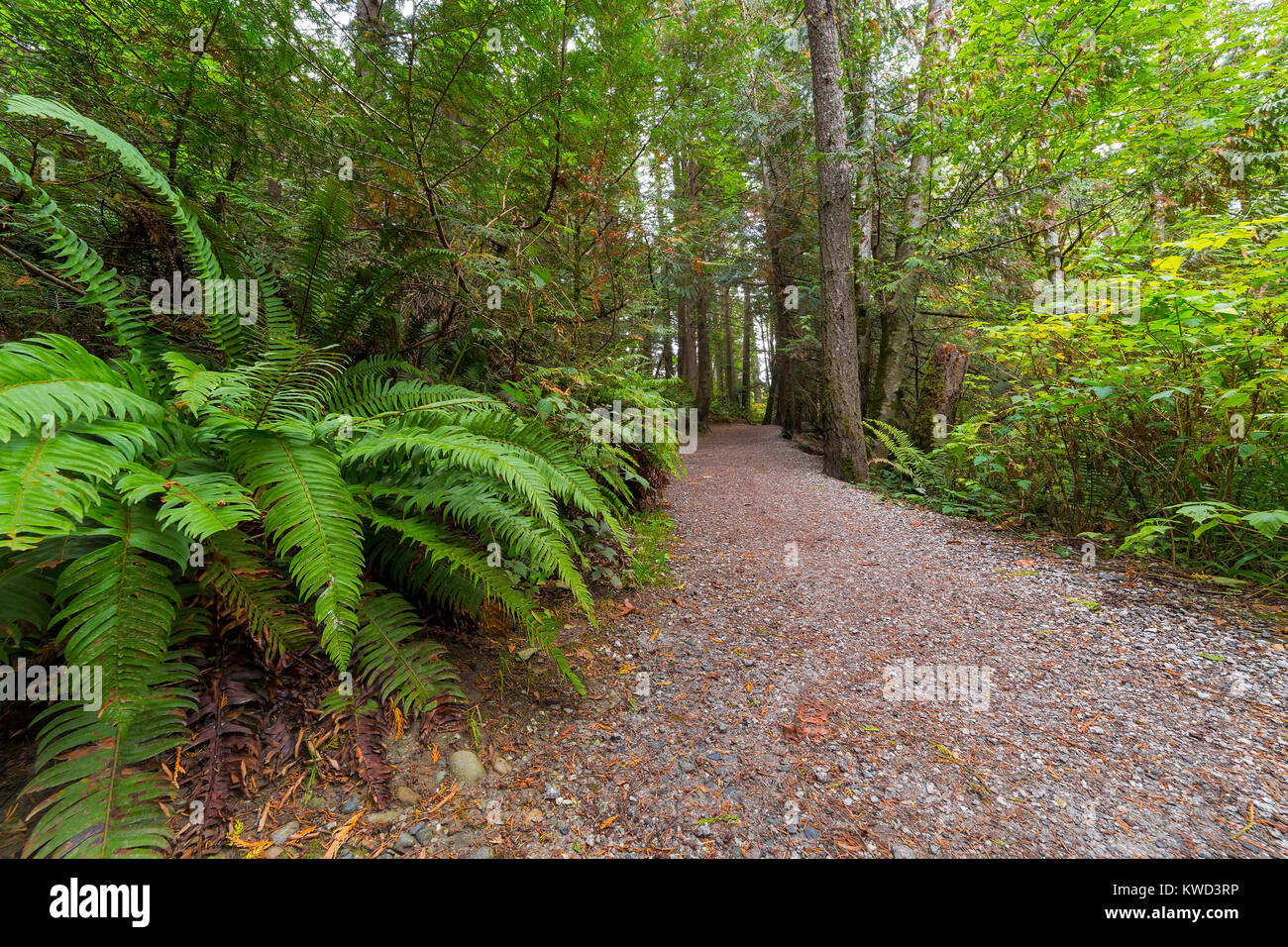 Hiking Trail with trees and ferns along Whatcom Falls Park in ...
