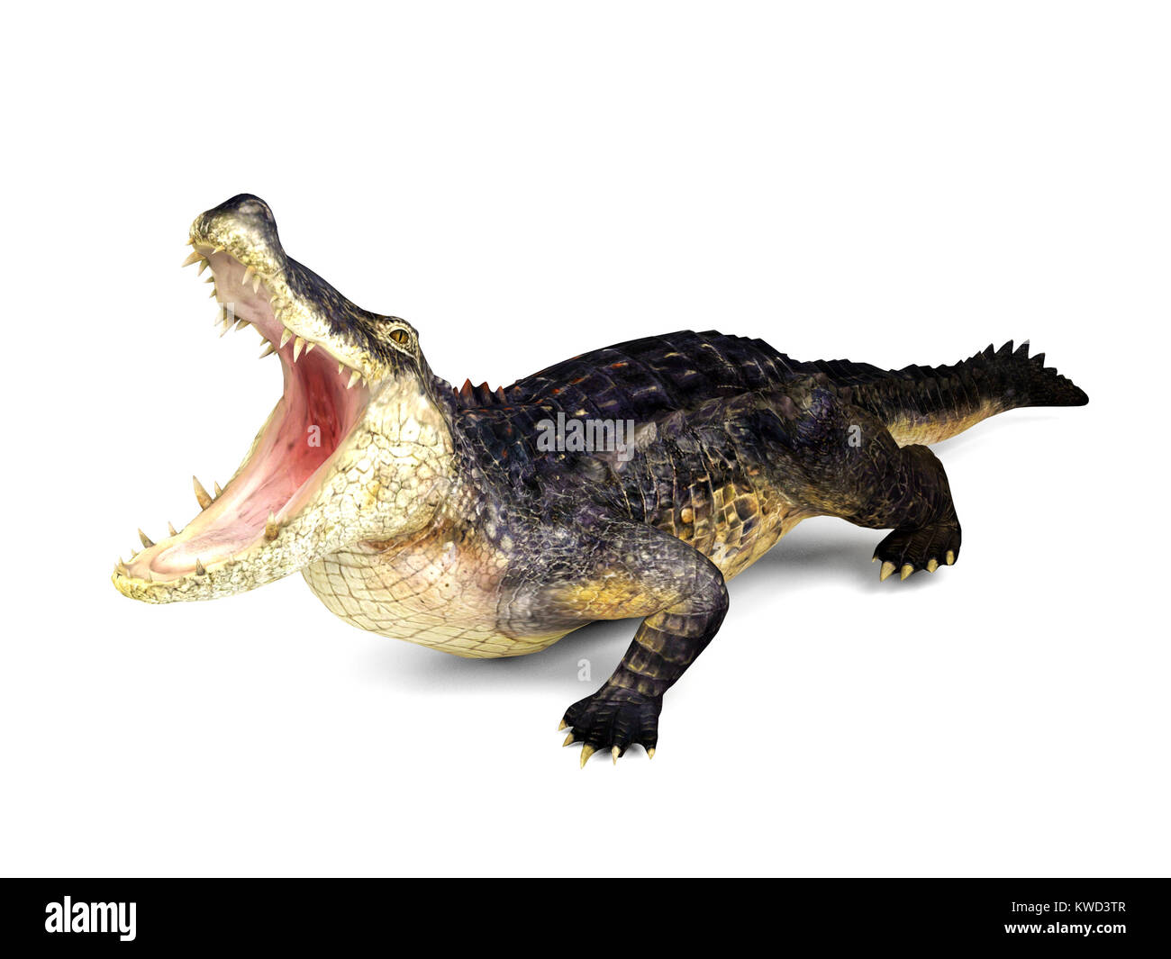 Isolated alligator hi-res stock photography and images - Alamy