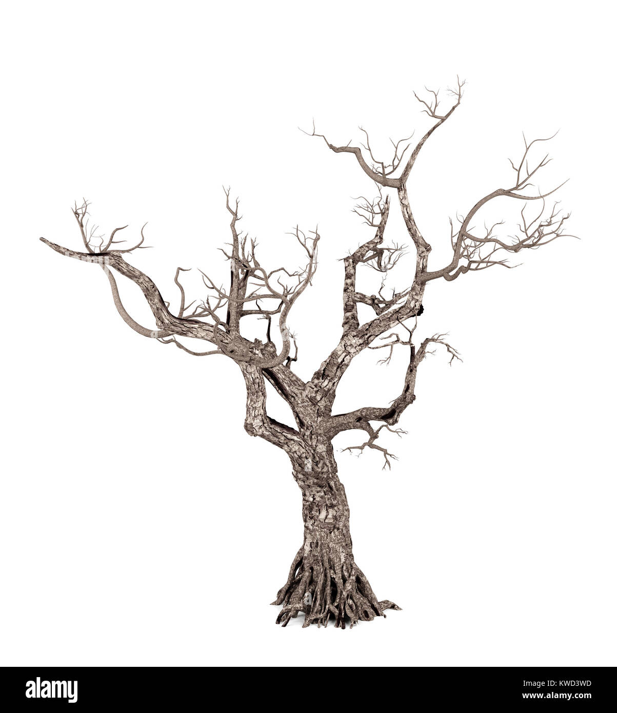 Dead tree isolated on white background, 3D rendering Stock Photo - Alamy