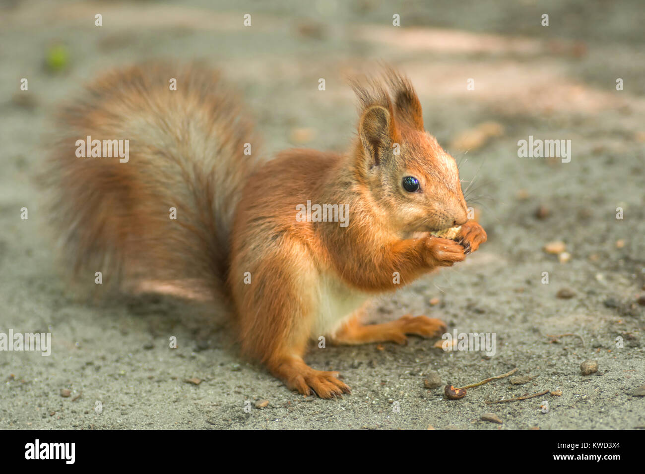 Close up shot squirrel nuts hi-res stock photography and images - Alamy