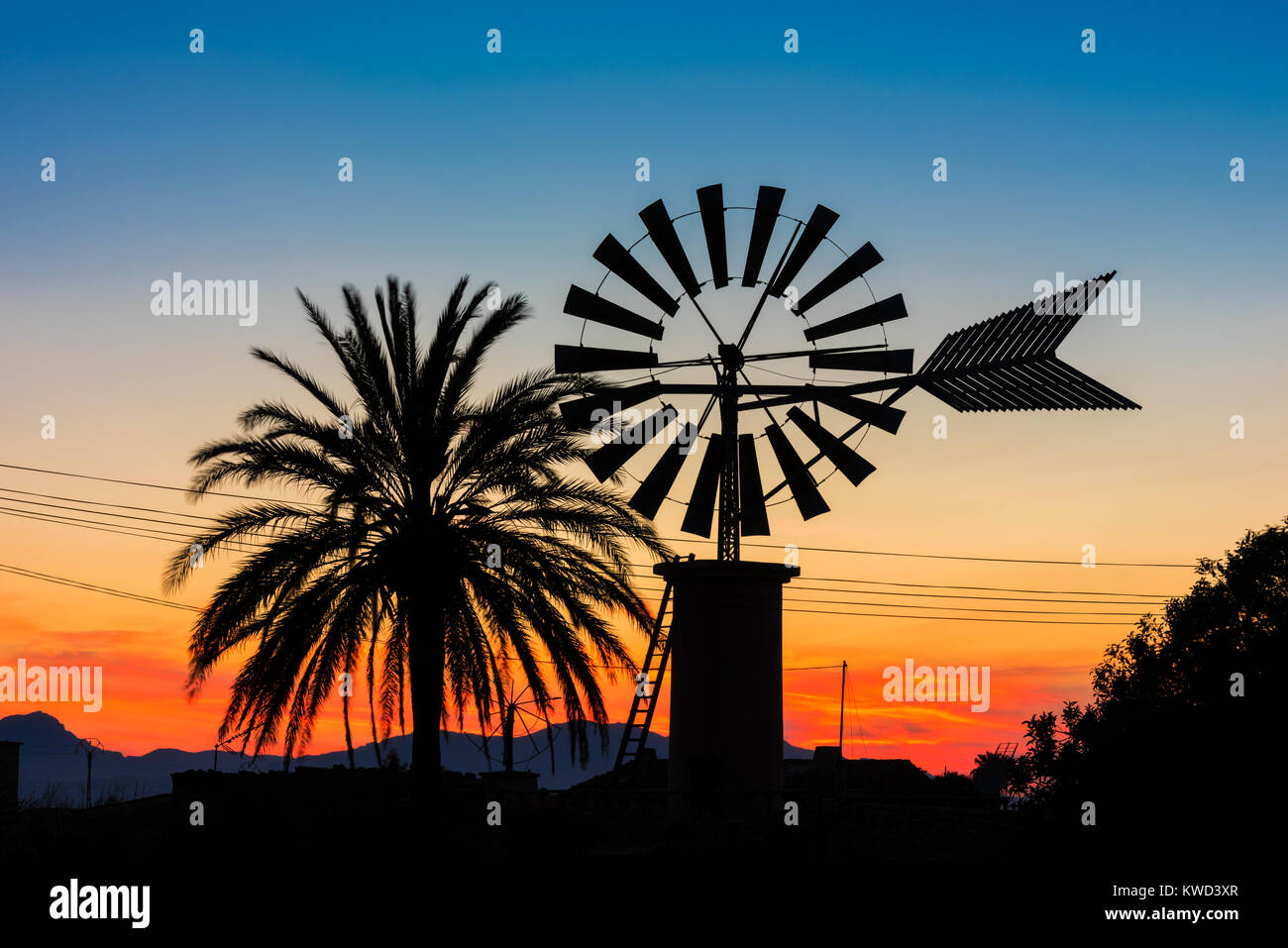 Windmill palm hi-res stock photography and images - Alamy