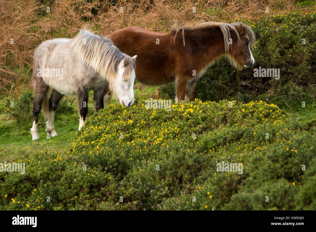 Wild ponies The Long Mynd, heath, moorland plateau, Shropshire Hills ...