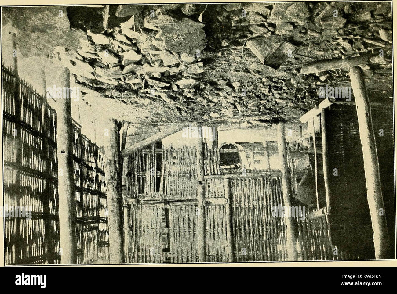 "Plague; its cause and the manner of its extension, its menace, its ...