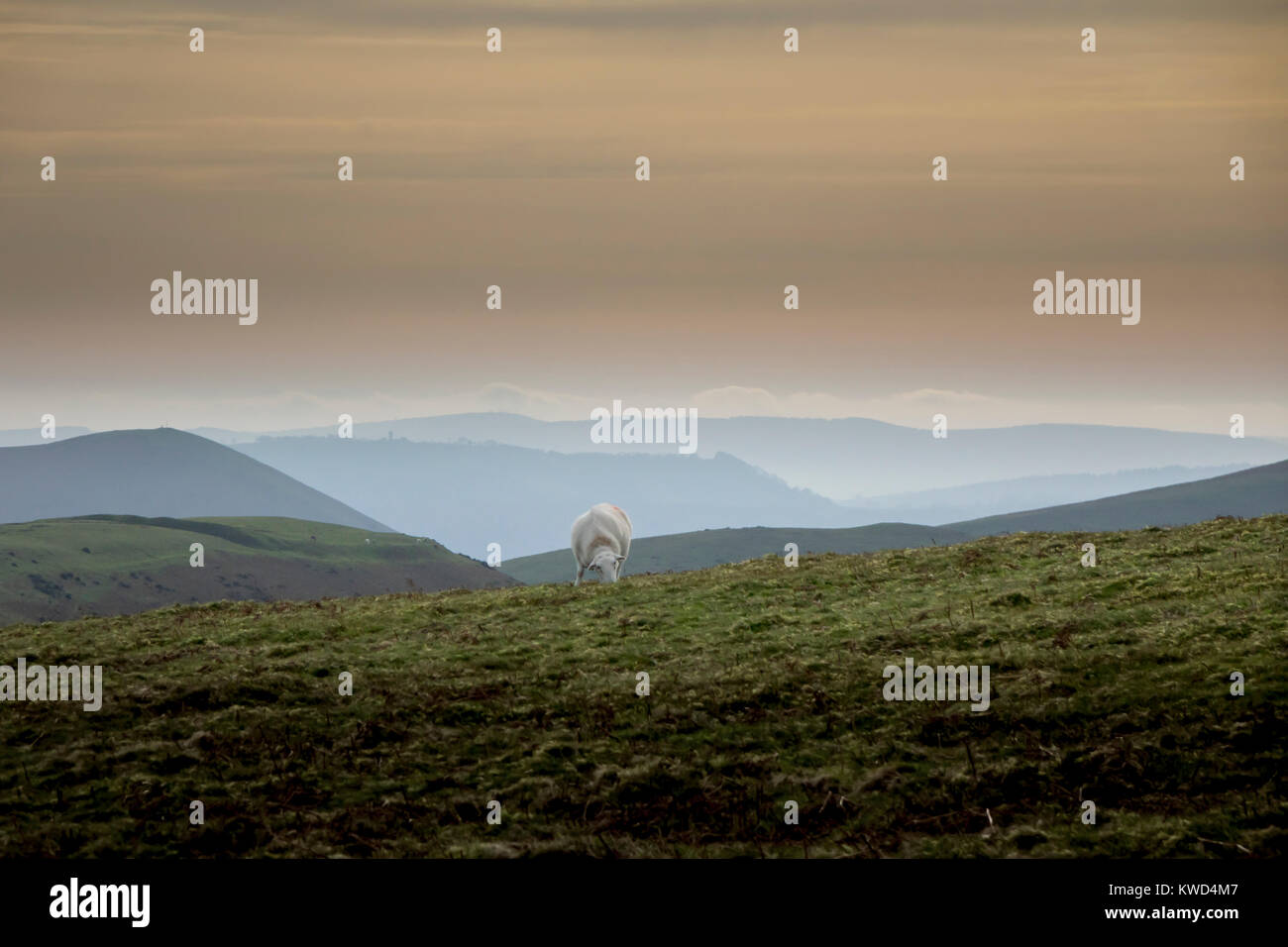The Long Mynd, heath, moorland plateau, Shropshire Hills, England,UK ...