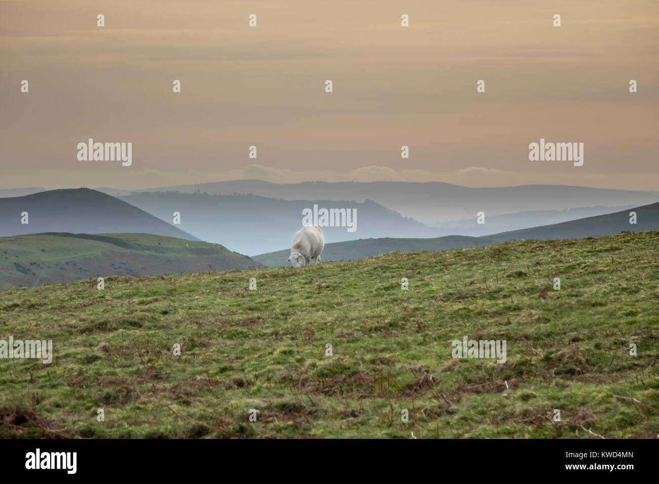 Heath and moorland plateau hi-res stock photography and images - Alamy
