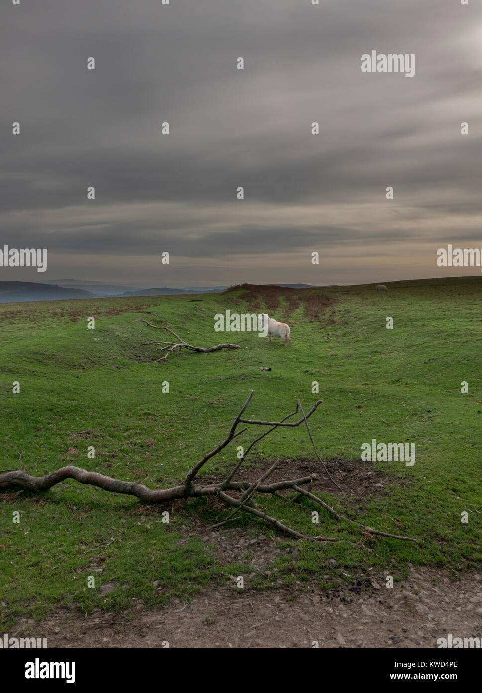 Cross Dyke, earthworks, The Long Mynd, heath, moorland plateau ...