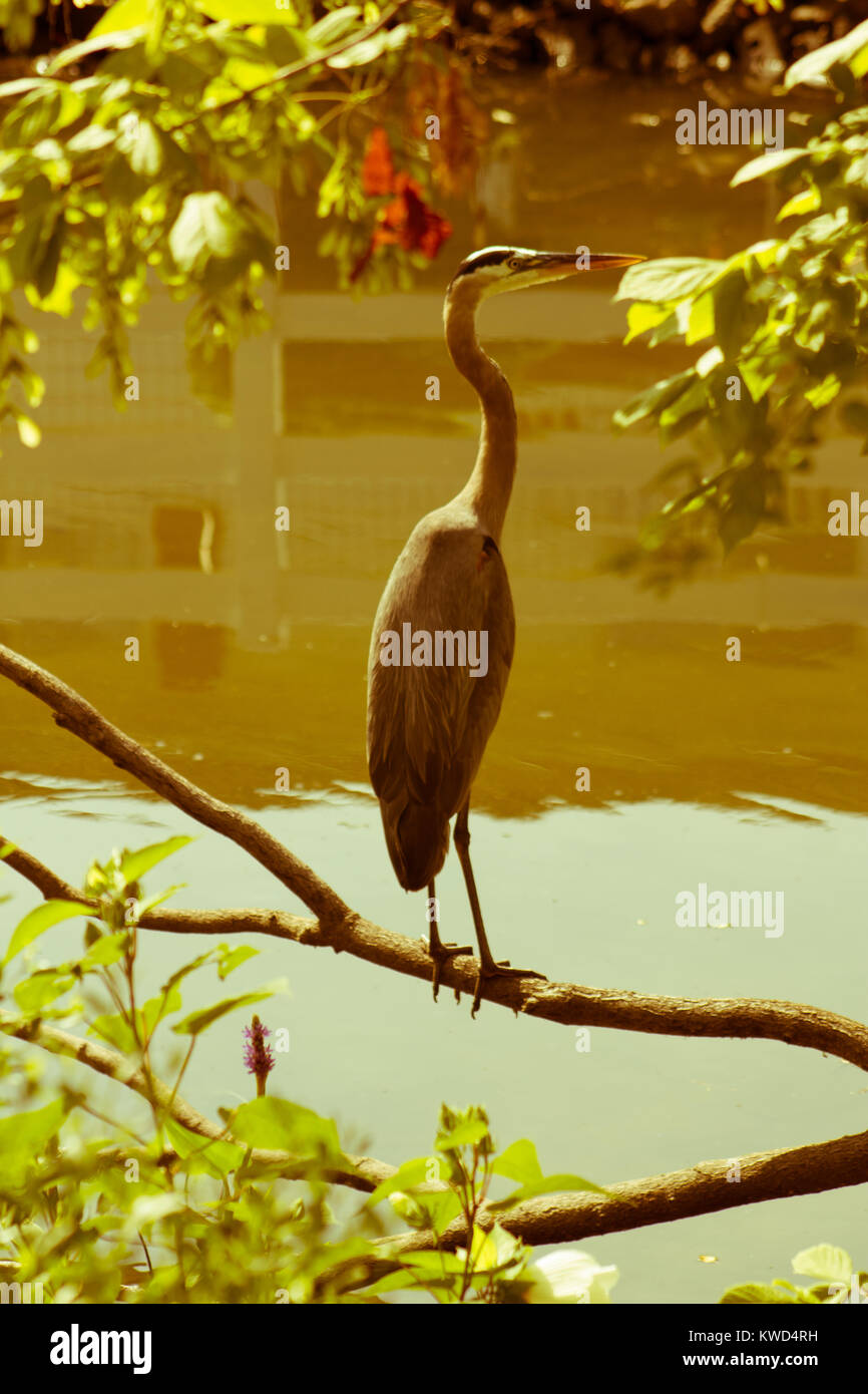 Australian blue winged birds hi-res stock photography and images - Alamy