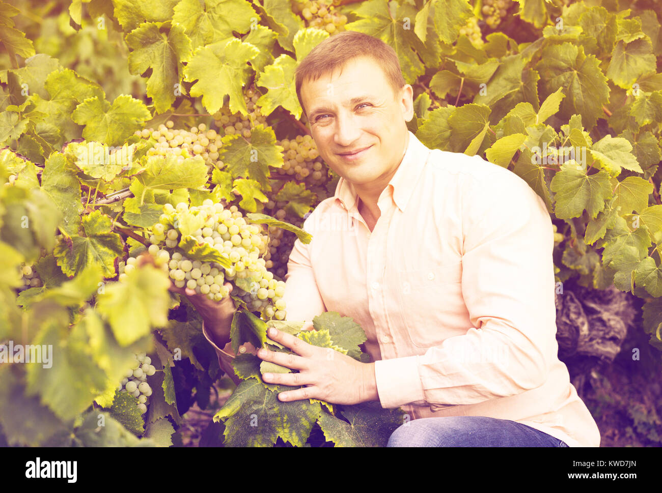 Portret of satisfied adult male vintner with clusters of grape smiling ...