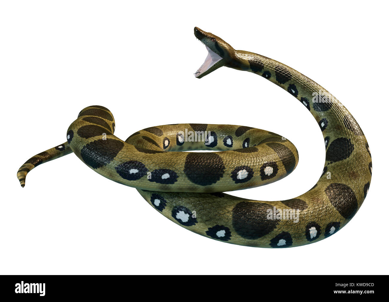 3D rendering of a green anaconda or Eunectes murinus or common anaconda ...