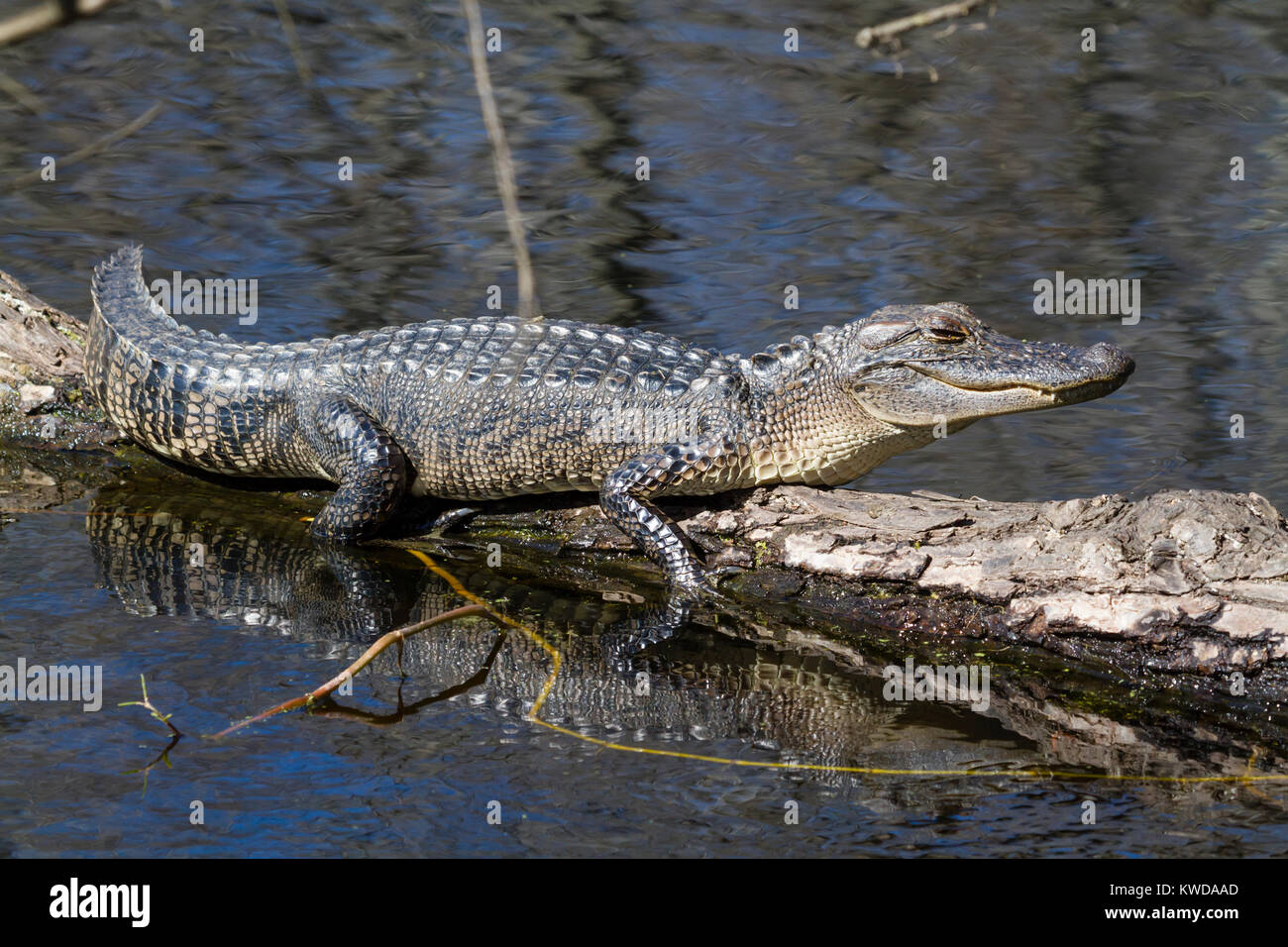 Young alligator on a tree over water Stock Photo - Alamy