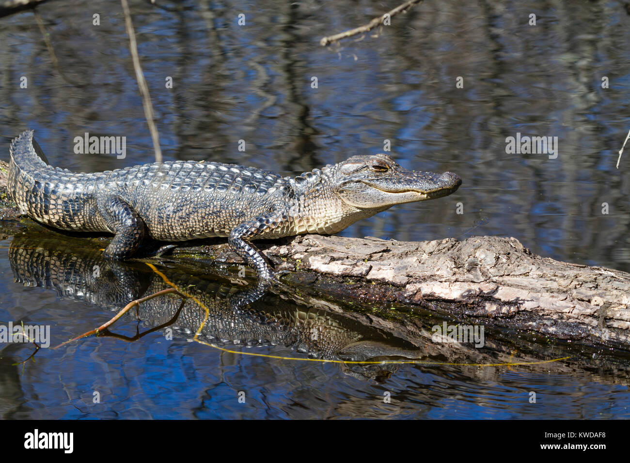 Young alligator taking on a tree Stock Photo - Alamy