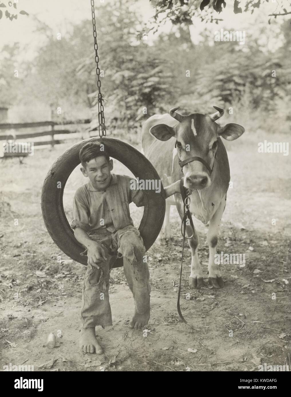 Farm boy in a tire swing holds a bridled Guernsey cow on a tether, c ...