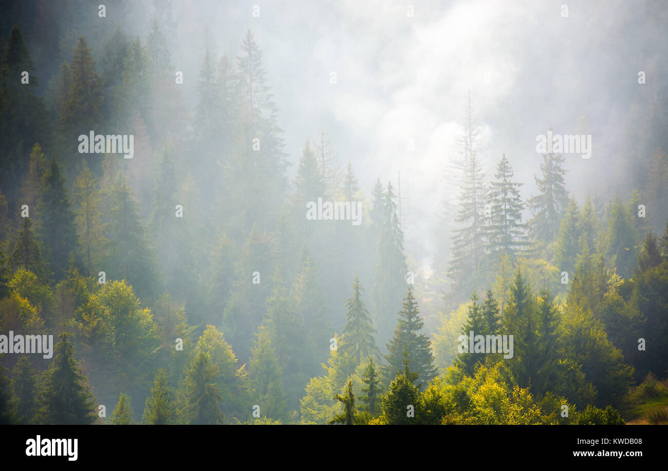 Captivating forest hi-res stock photography and images - Alamy